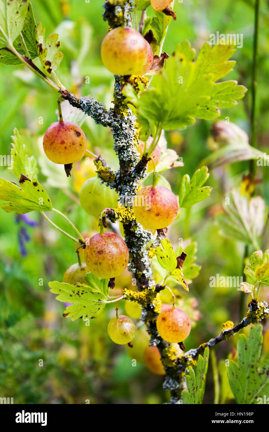 Ripe gooseberry on branch Stock Photo - Alamy