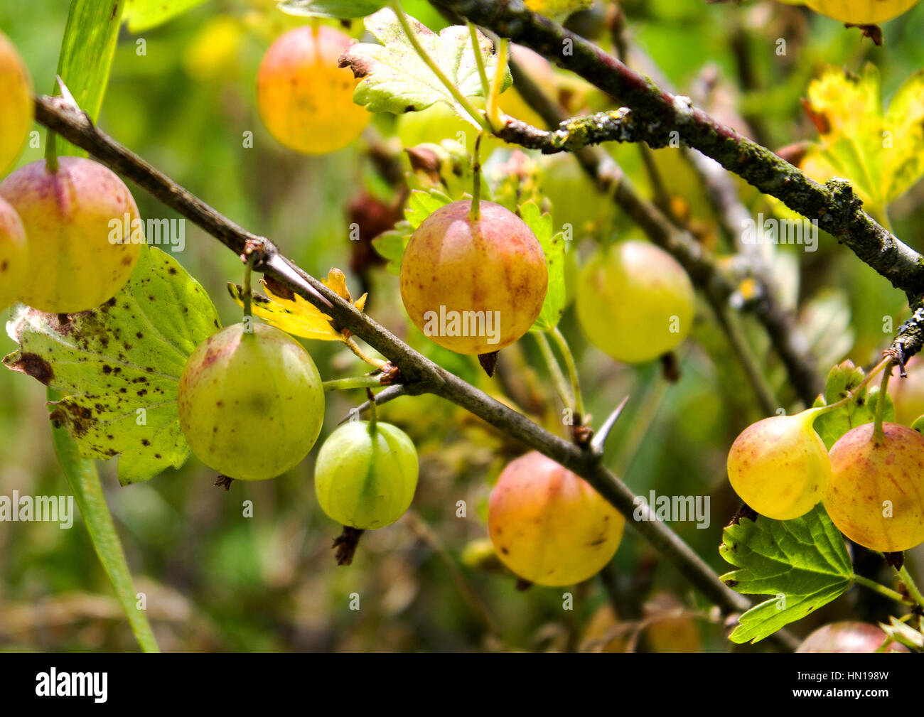Ripe gooseberry on branch Stock Photo - Alamy