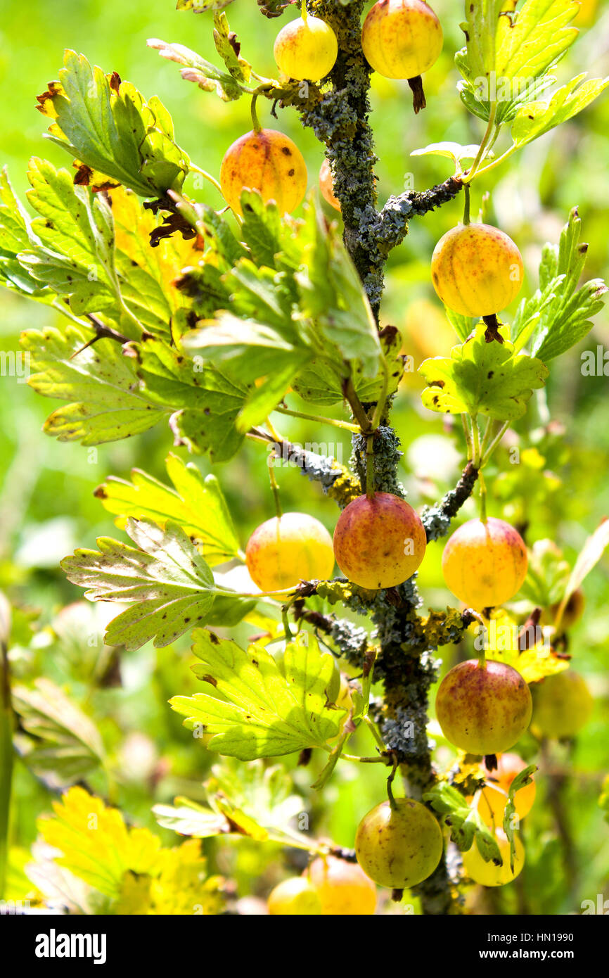 Gooseberry picking hi-res stock photography and images - Alamy