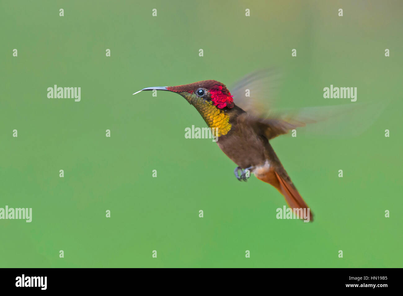 Ruby-topaz Hummingbird male (Chrysolampis mosquitus Stock Photo - Alamy