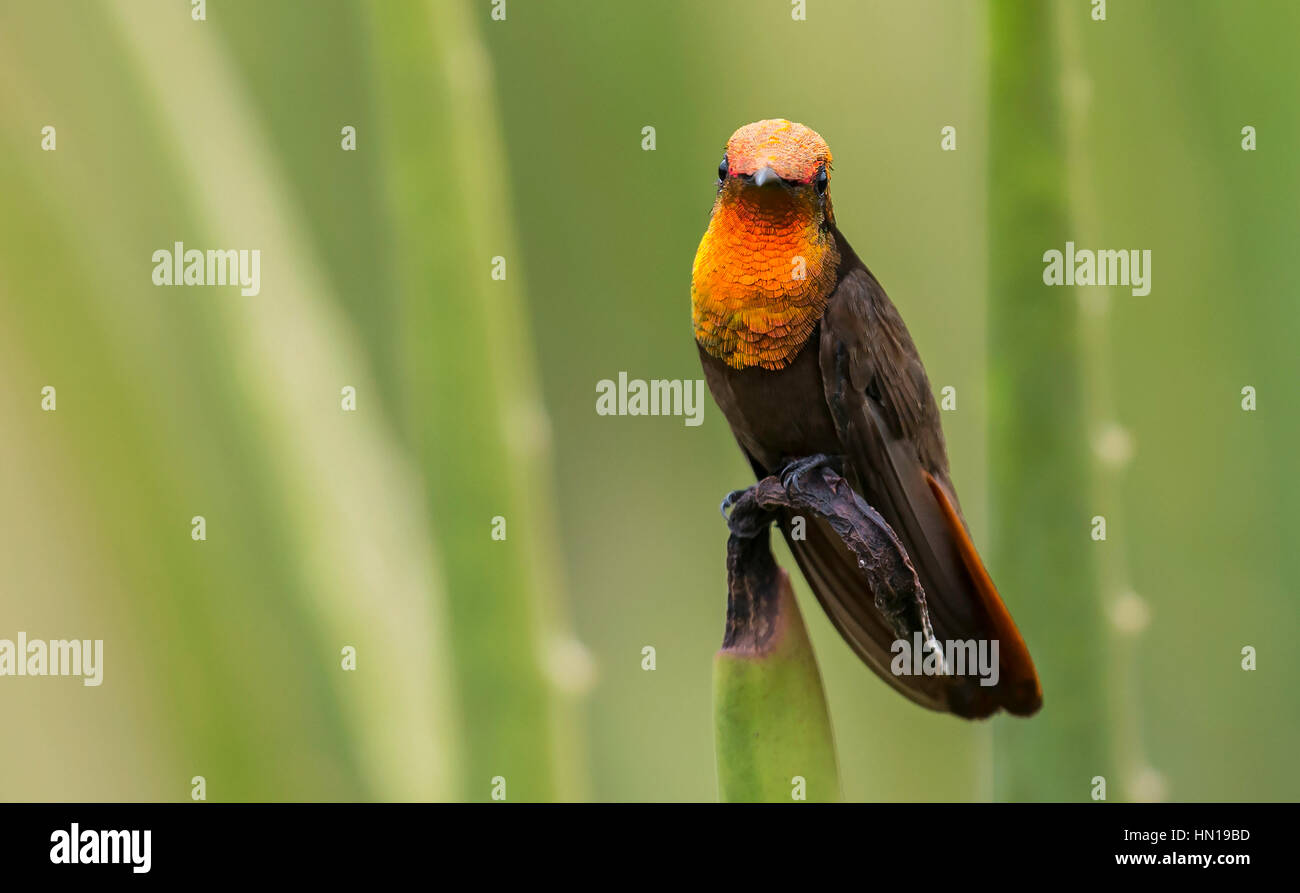Ruby-topaz Hummingbird male (Chrysolampis mosquitus Stock Photo - Alamy
