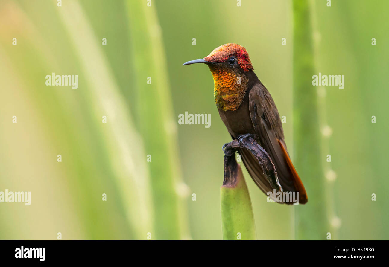 Ruby-topaz Hummingbird male (Chrysolampis mosquitus Stock Photo - Alamy