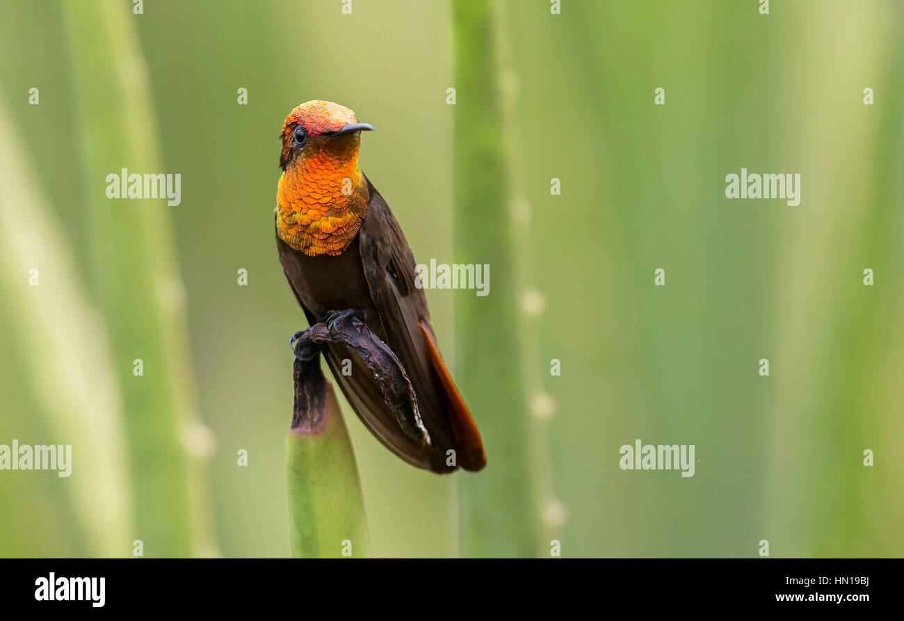Ruby-topaz Hummingbird male (Chrysolampis mosquitus Stock Photo - Alamy