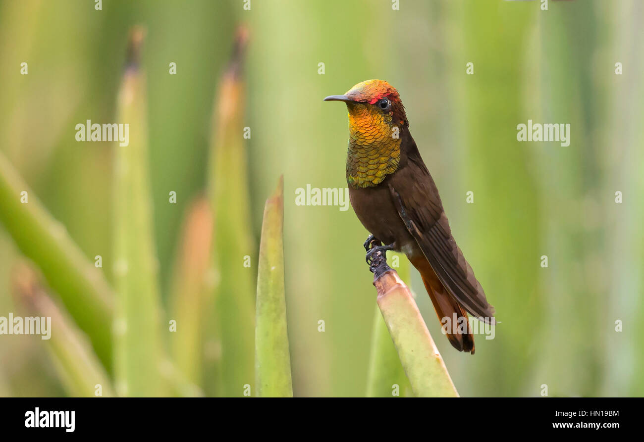 Ruby-topaz Hummingbird male (Chrysolampis mosquitus Stock Photo - Alamy
