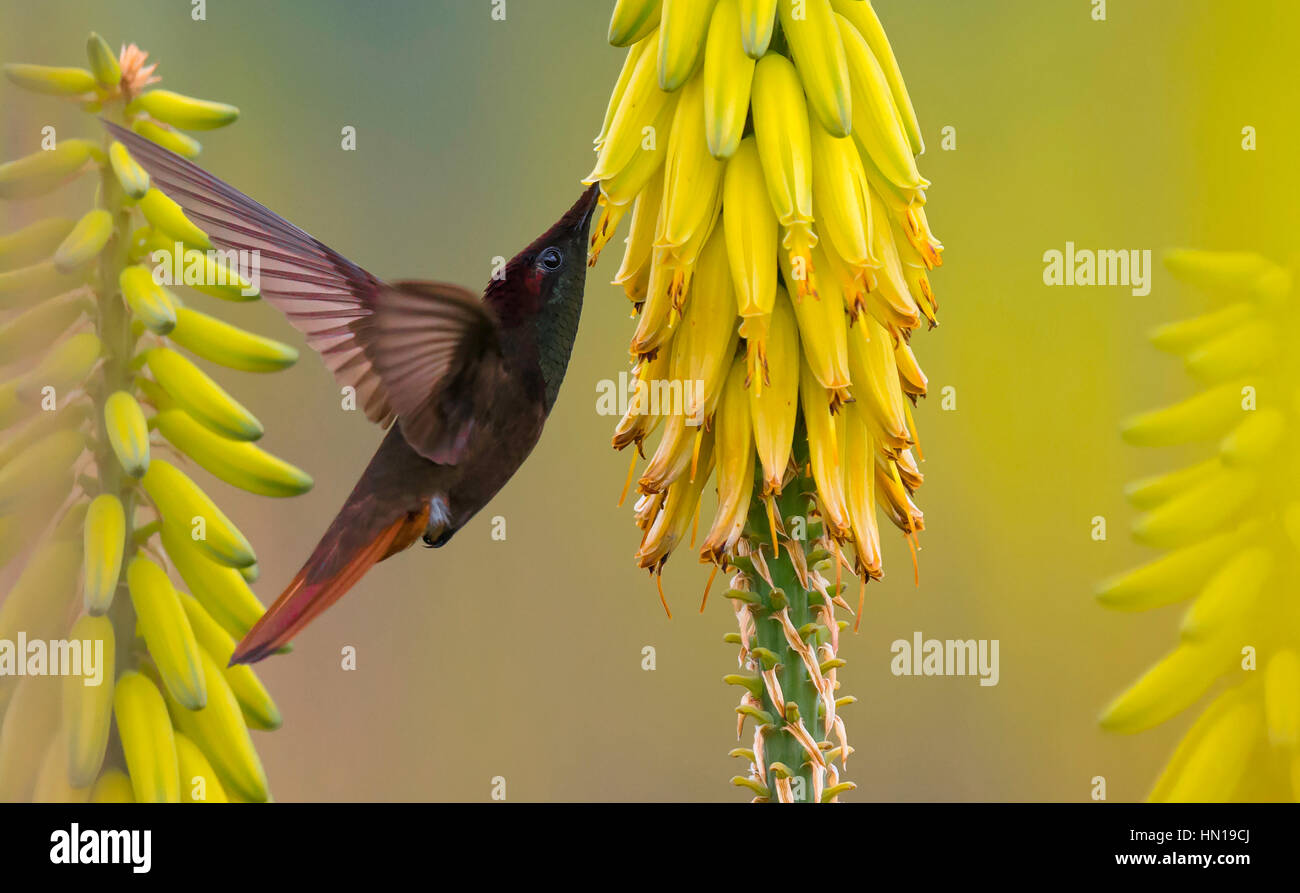 Ruby-topaz Hummingbird male (Chrysolampis mosquitus Stock Photo - Alamy
