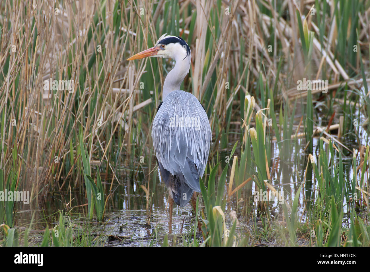 Upright pose hi-res stock photography and images - Alamy