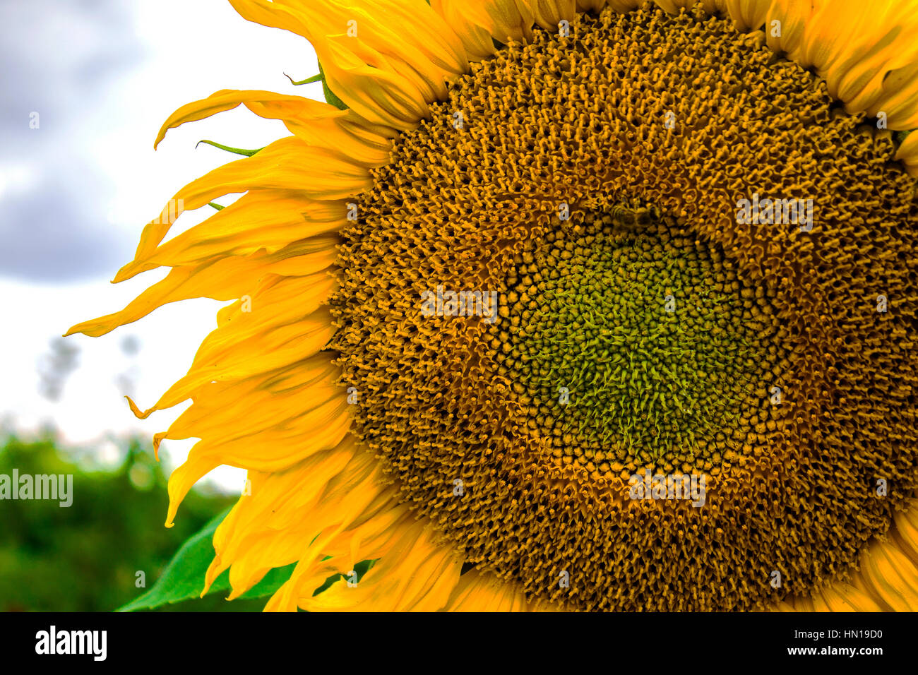 Beautiful bright sunflower green hi-res stock photography and images ...