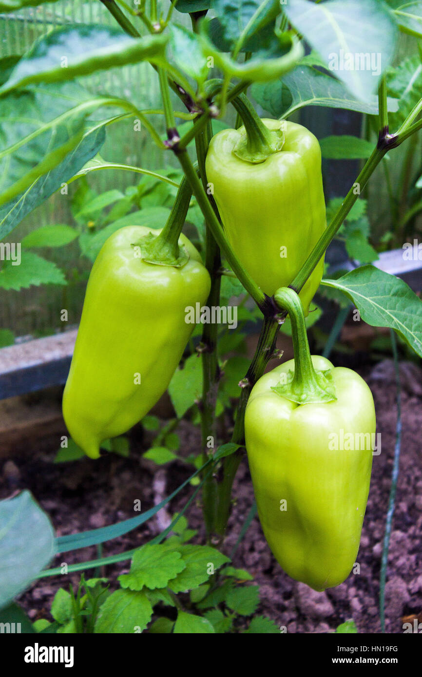 green peppers, used for cooking and as a condiment for dishes and ...