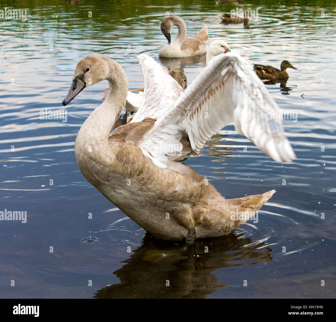 swans with baby birds close up Stock Photo - Alamy