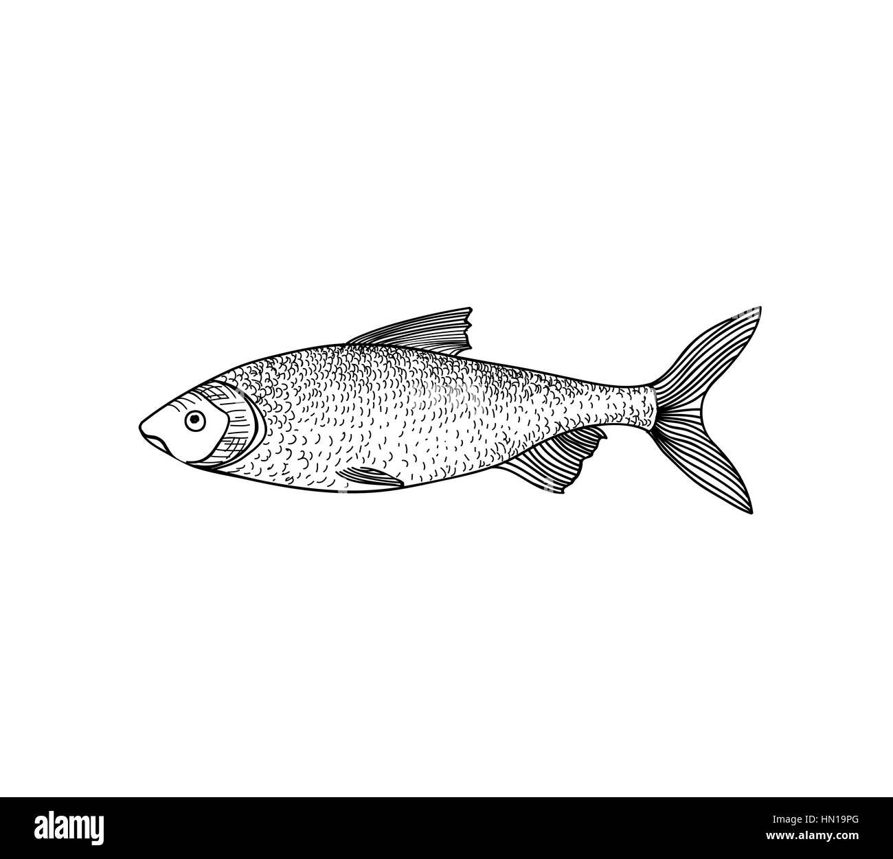Fish sketch isolated over white background. Seafood icon. Hand drawn ...
