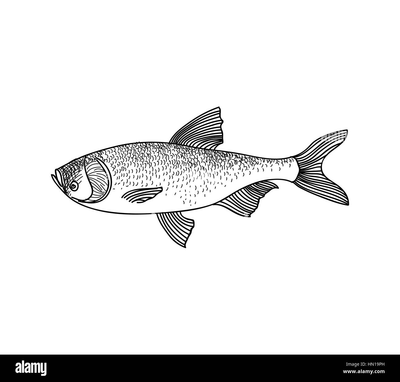 Fish sketch isolated over white background. Seafood icon. Hand drawn ...