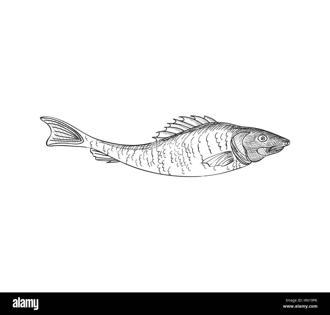 Fish sketch isolated over white background. Seafood icon. Hand drawn ...