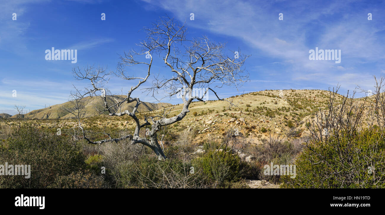 Dead tree stands in Mojave Desert wilderness of southern California ...