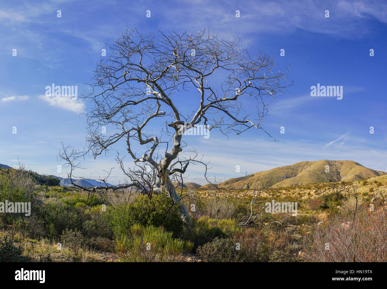 Dead tree stands in Mojave Desert wilderness of southern California ...