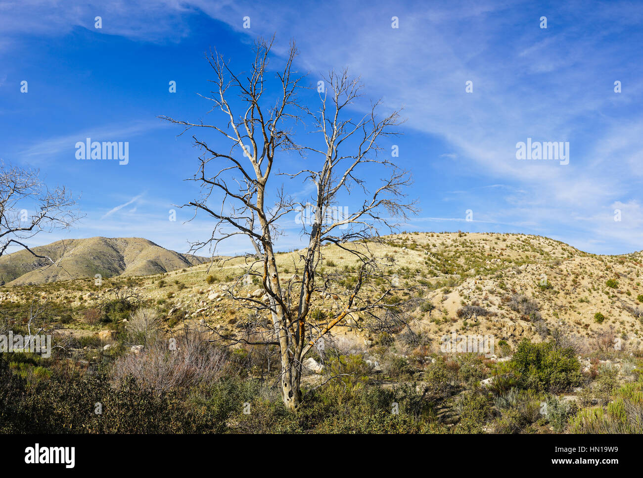 Dead tree stands in Mojave Desert wilderness of southern California ...