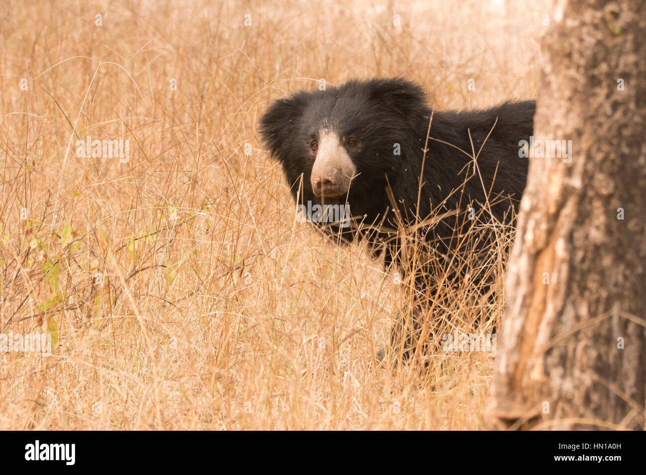 Bear behind the trees hi-res stock photography and images - Alamy