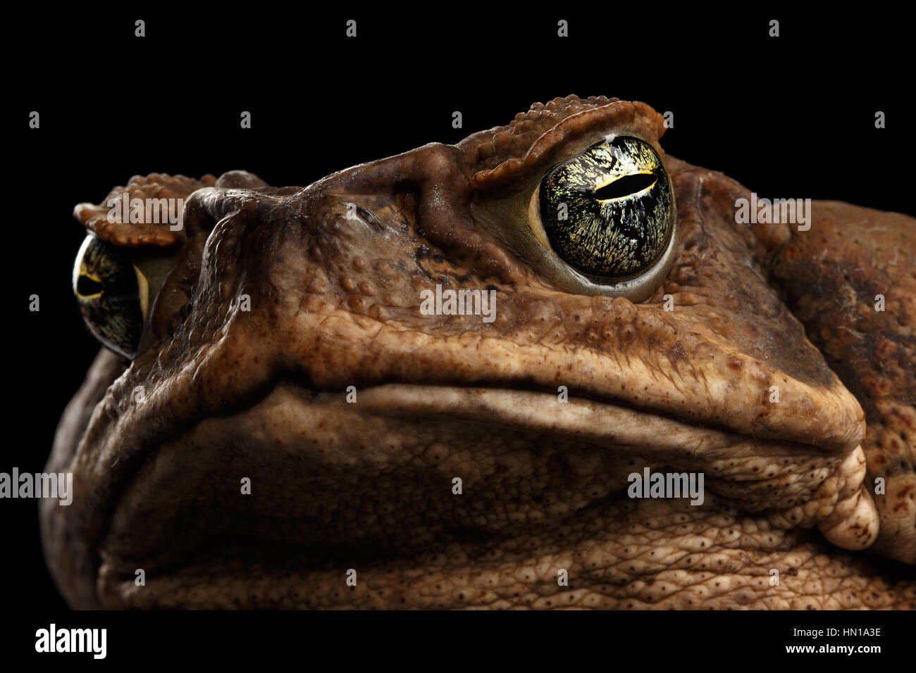 Closeup Cane Toad - Bufo marinus, giant neotropical, marine, Isolated ...