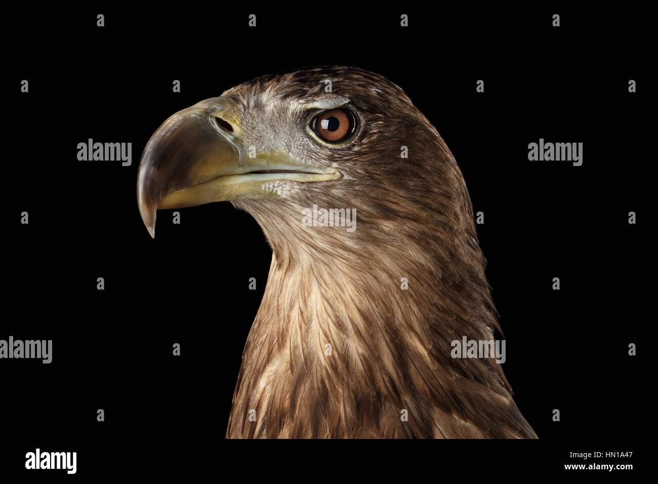 Close-up White-tailed eagle, Birds of prey isolated on Black background ...