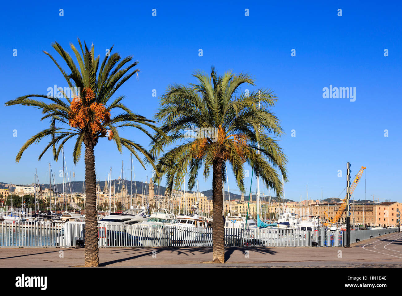 Spanish date palm tree hi-res stock photography and images - Alamy
