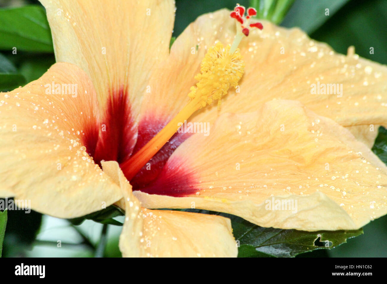 Beautiful bright yellow lily flower with tiny water droplets Stock ...