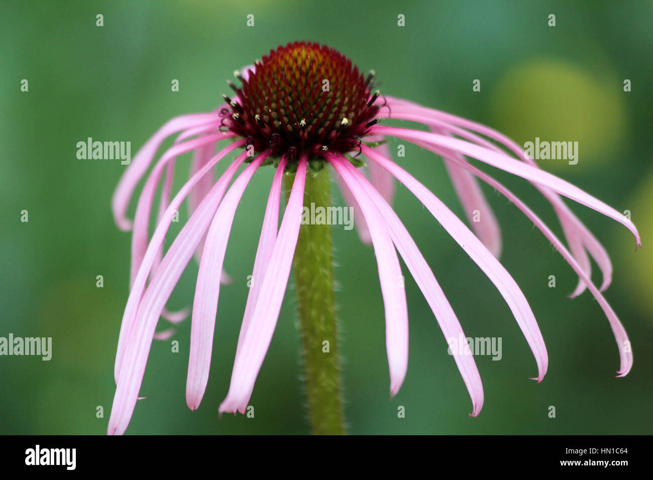 Bright tropical flower hi-res stock photography and images - Alamy