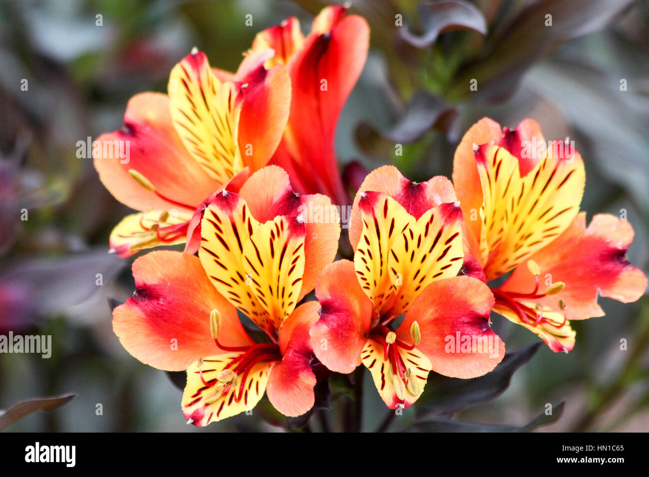 Beautiful red bright tropical lily flower Stock Photo - Alamy