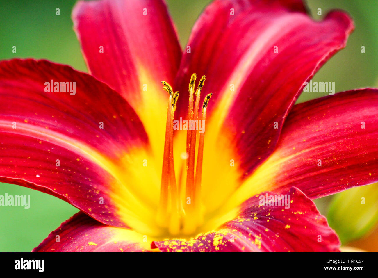 Tropical lily hi-res stock photography and images - Alamy