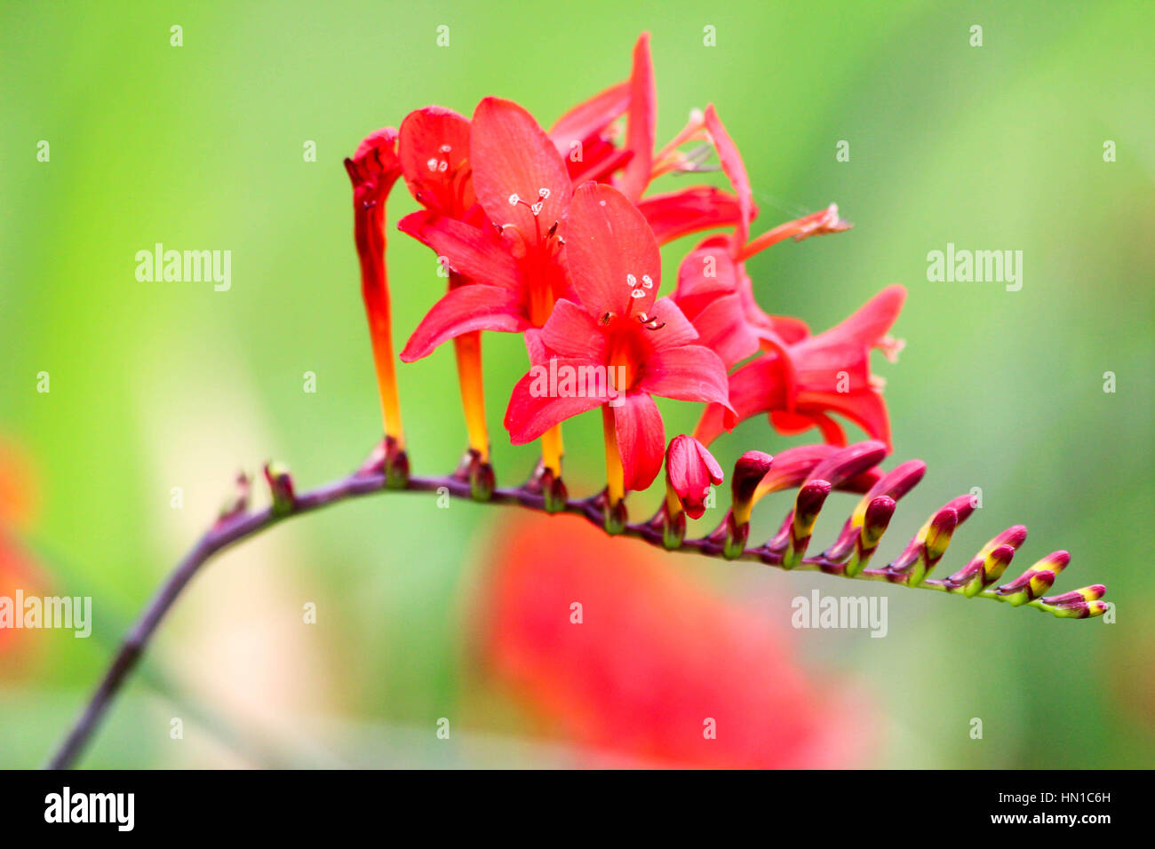 Tropical lily hi-res stock photography and images - Alamy