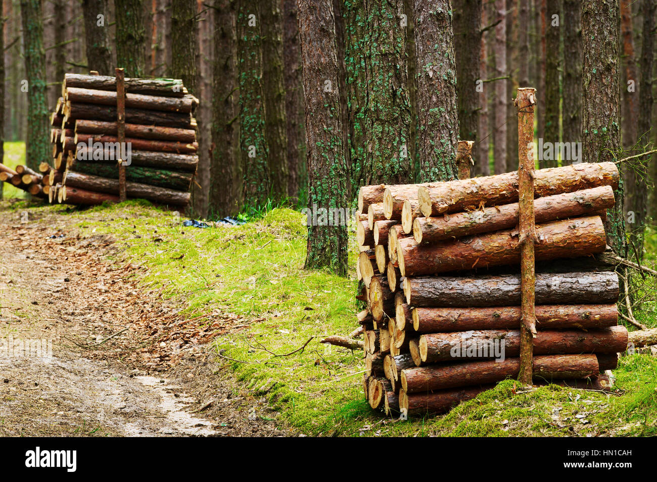 Logging. Piles of felled pine tree trunk logs in evergreen coniferous ...