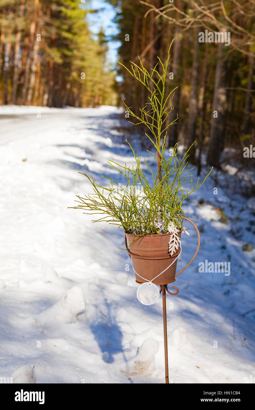 Pot with blueberry greenery near road at winter. Sign of turn to ...
