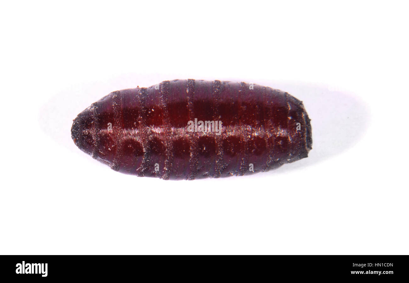 Fish and insects Cut Out Stock Images & Pictures - Alamy