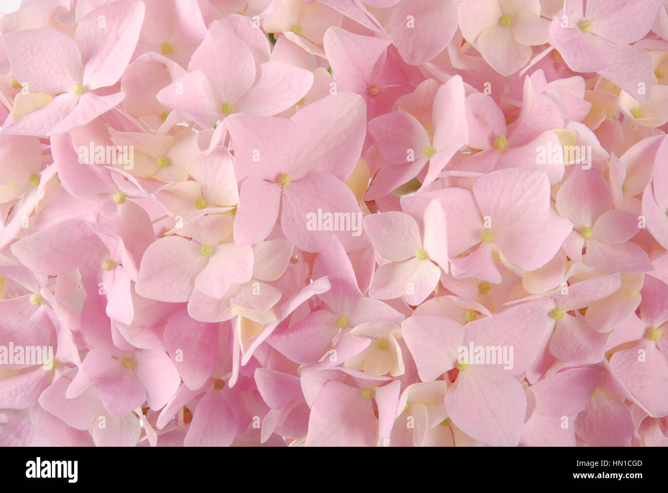 Beautiful Pink hydrangeas flower background. Natural color Stock Photo ...