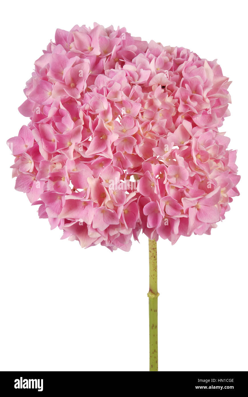 Pink flower hydrangea on white background. Clipping path inside Stock ...