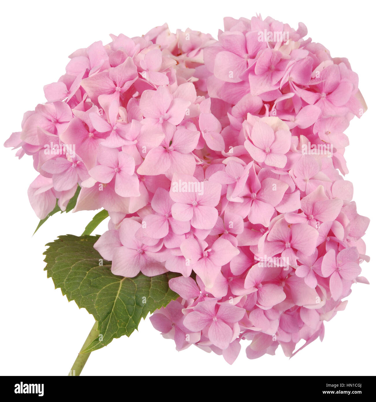 Pink flower hydrangea on white background. Clipping path inside Stock ...
