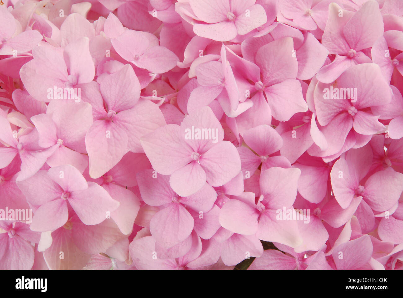 Beautiful Pink hydrangeas flower background. Natural color Stock Photo ...