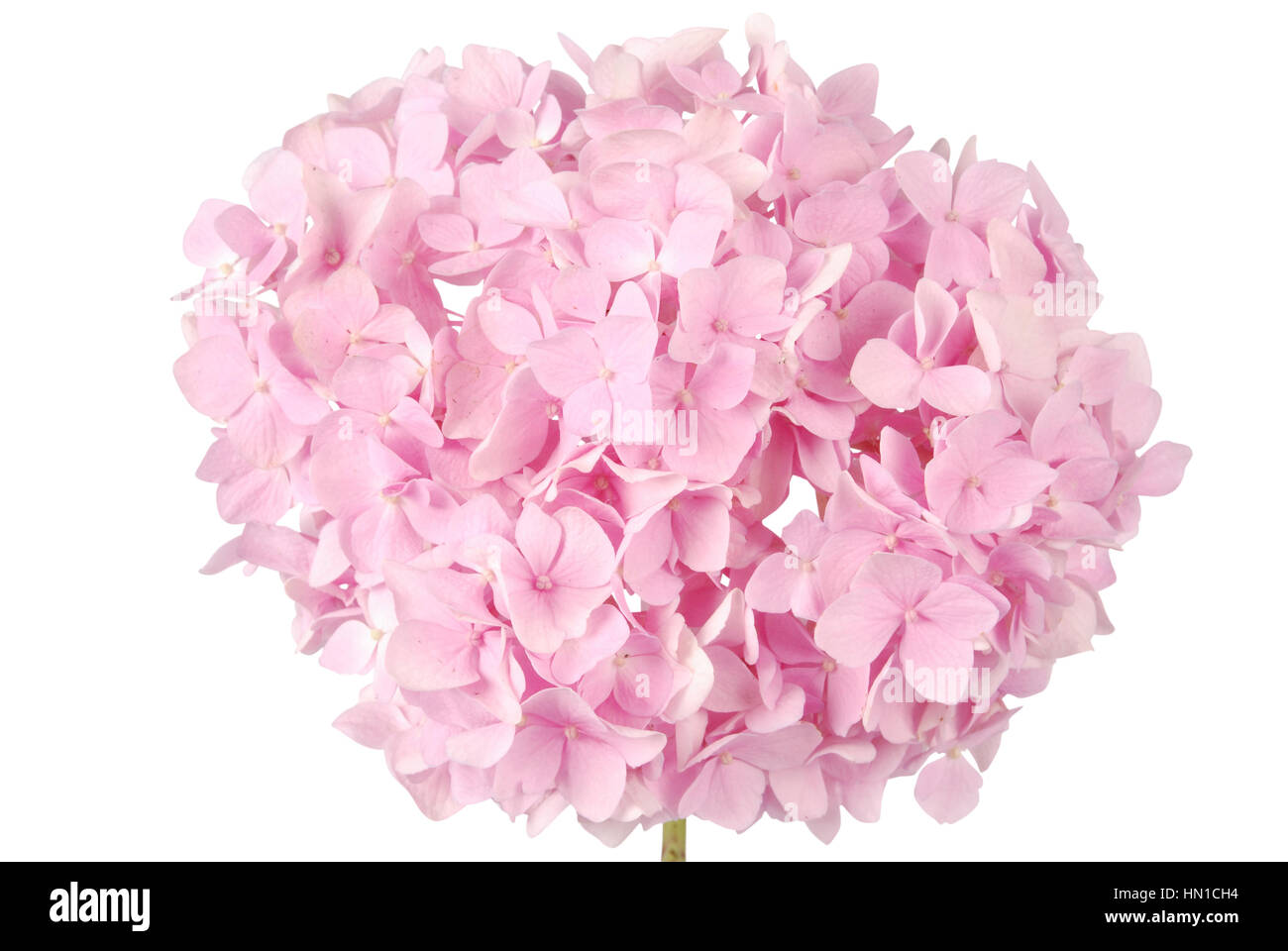 Pink flower hydrangea on white background. Clipping path inside Stock ...