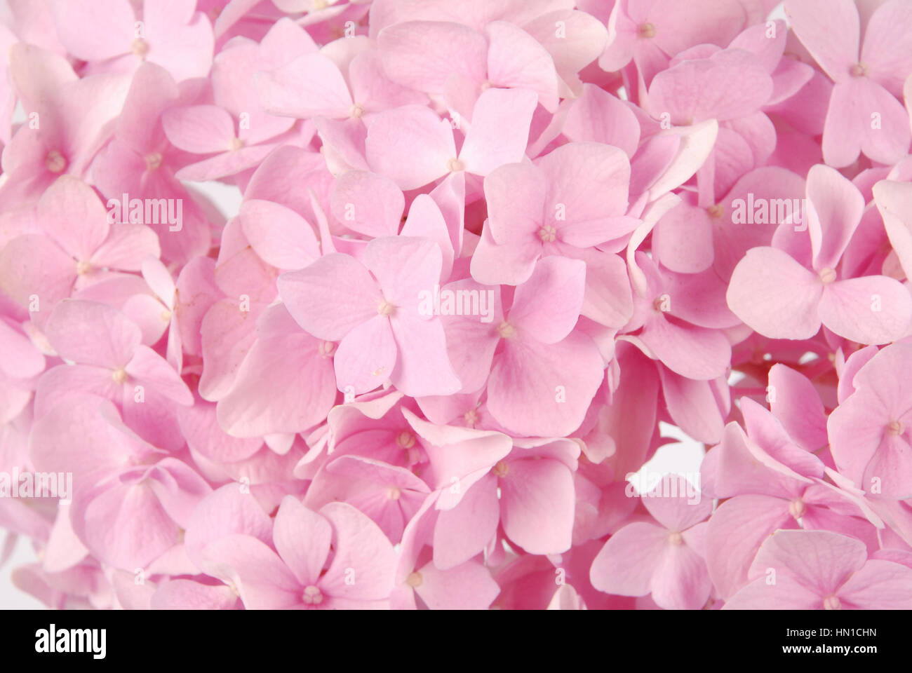 Beautiful Pink hydrangeas flower background. Natural color Stock Photo ...