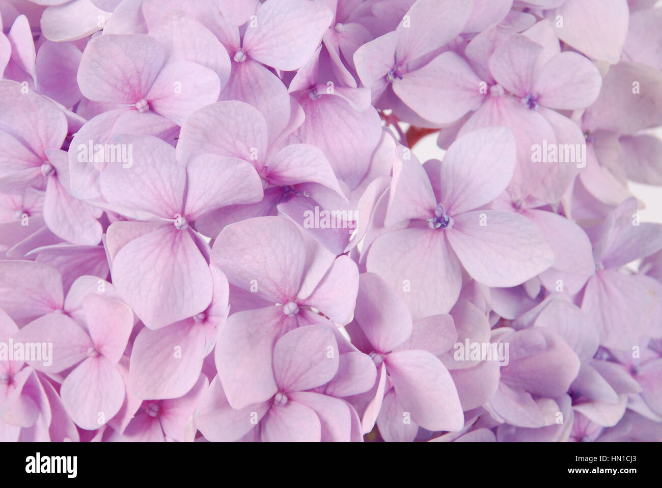 Beautiful purple hydrangeas flower background. Natural color Stock ...