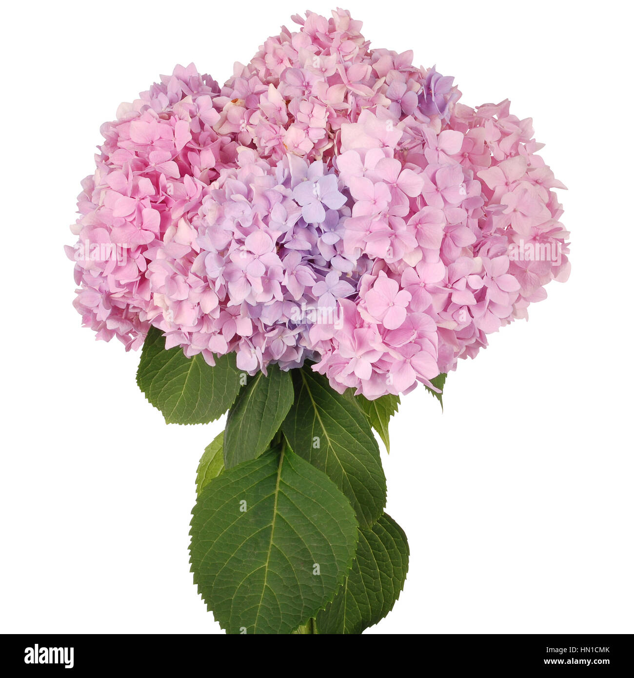 Pink flower hydrangea on white background. Clipping path inside Stock ...