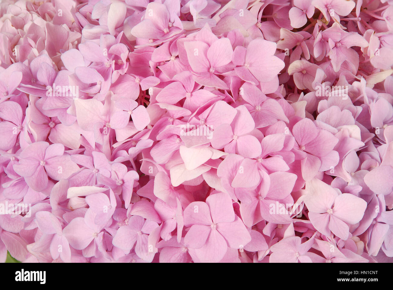 Beautiful Pink hydrangeas flower background. Natural color Stock Photo ...