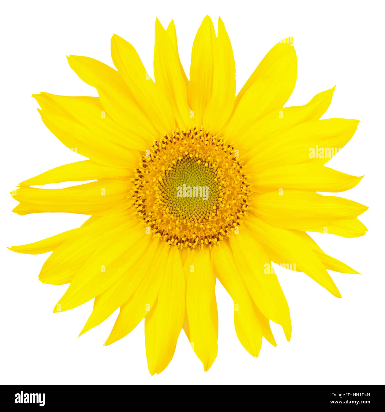 Beautiful yellow sunflower isolated on white. Close-up Stock Photo - Alamy