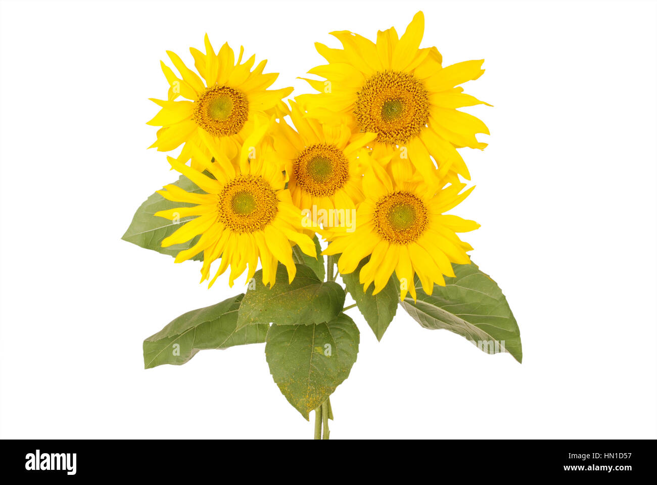 Beautiful bouquet of yellow sunflowers five flowers isolated on white ...