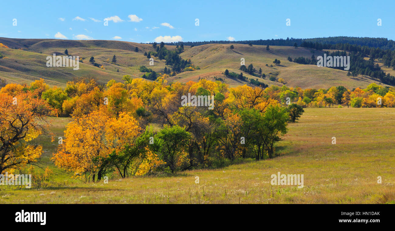 Wildlife Loop Road, Custer State Park, Black Hills, South Dakota, USA ...