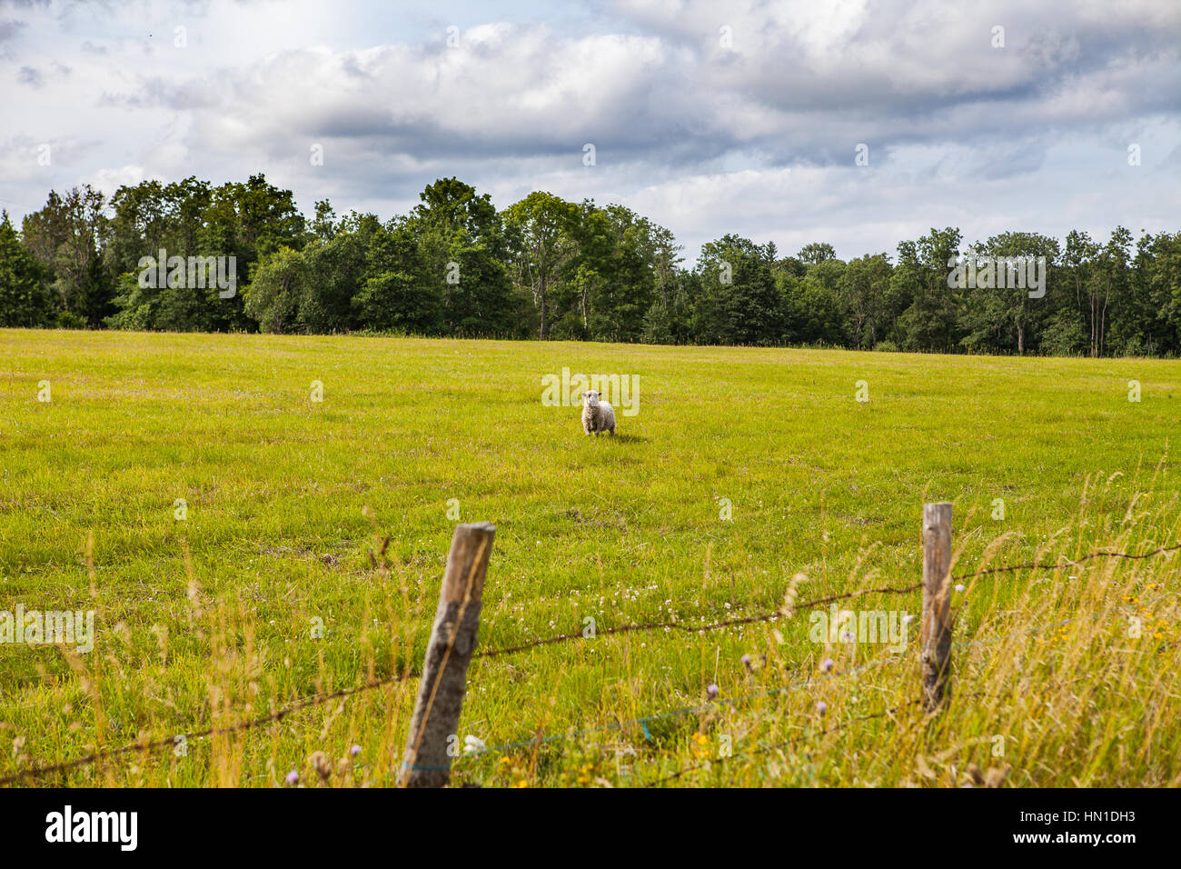 Sheep moving in a beautiful meadow wth green grass and forest Stock ...