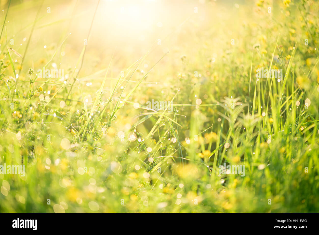 Morning landscape sunrise in the meadow, on the grass and flowers of ...