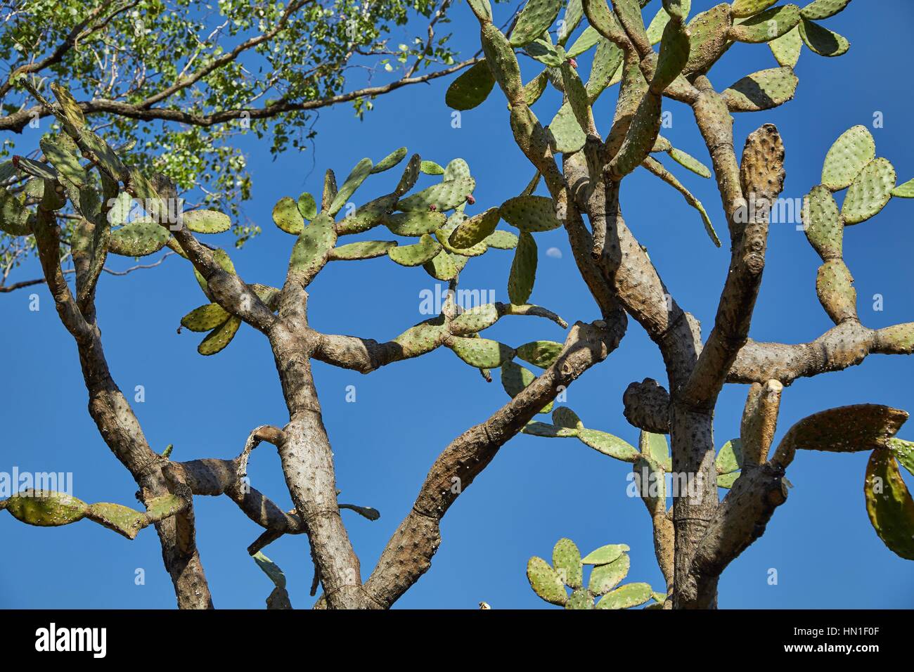 Australian desert cactus hi-res stock photography and images - Alamy