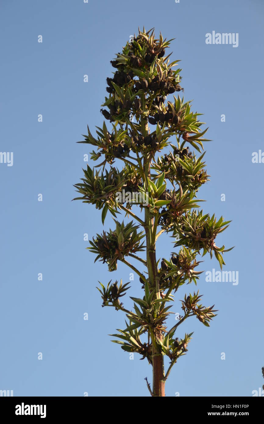 Nice trees in countryside of Fuerteventura island, Spain, sky on ...