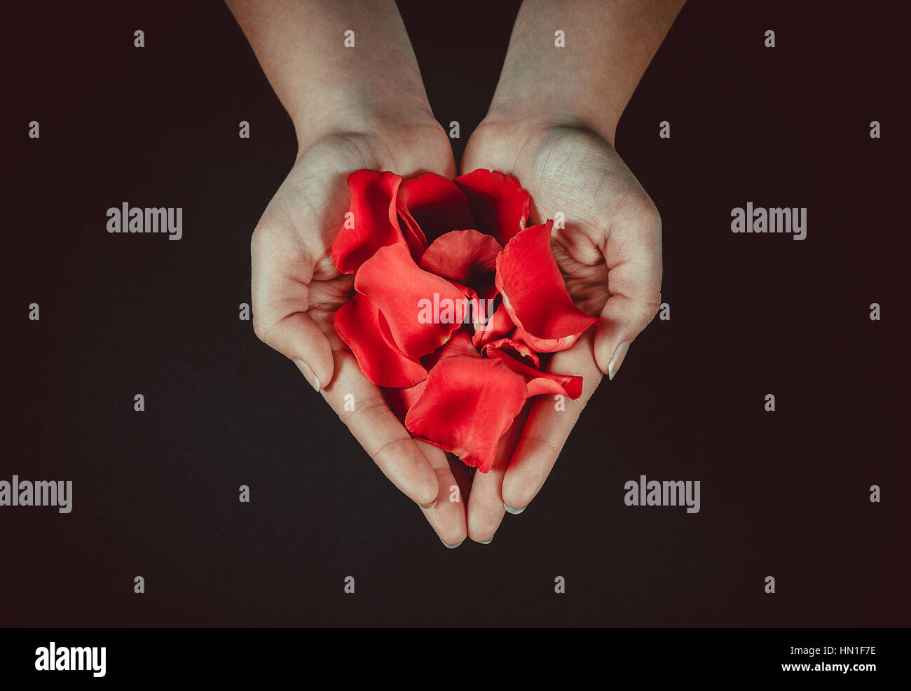 Red Rose Petals Black Background