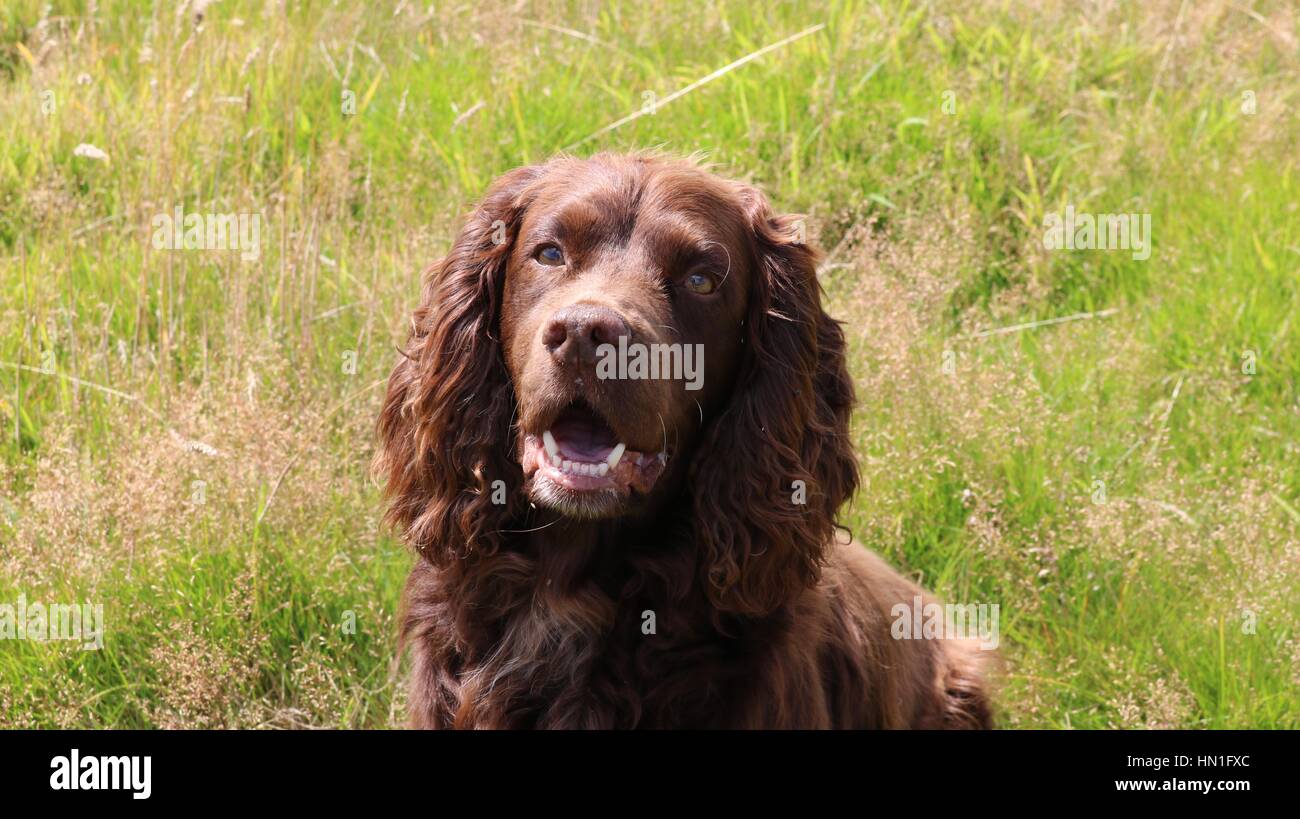Taitti the Dog Stock Photo - Alamy
