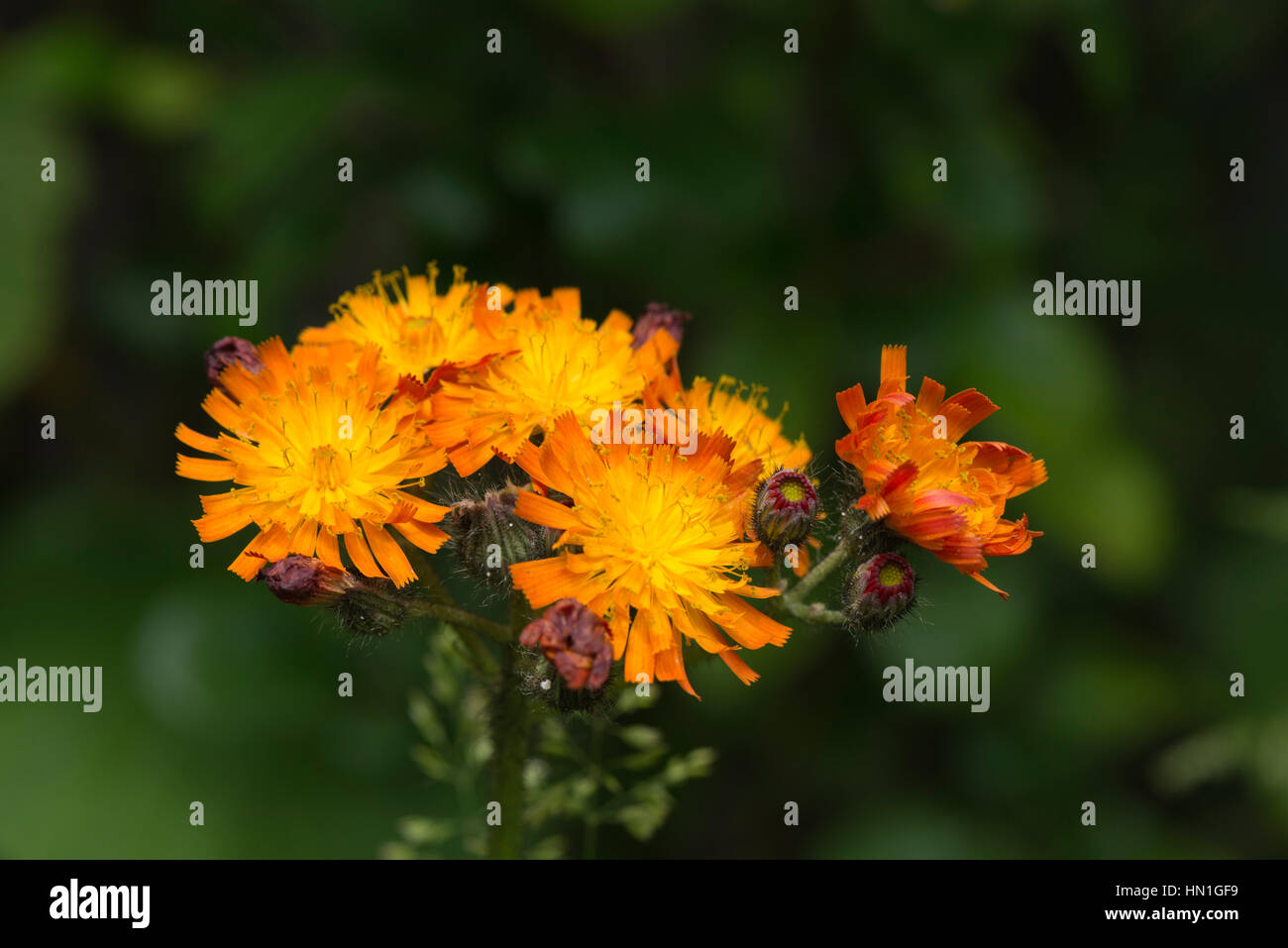 Wild flower 'Fox and Cubs' (Orange Hawkweed Stock Photo - Alamy